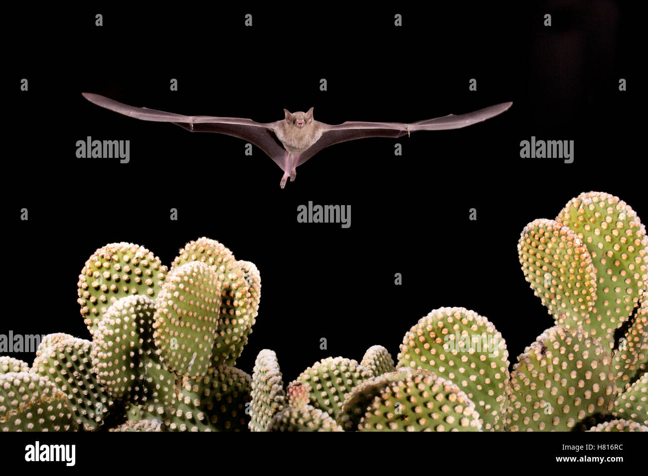 Lesser Long-nosed Bat (Leptonycteris yerbabuenae) flying over cactus ...