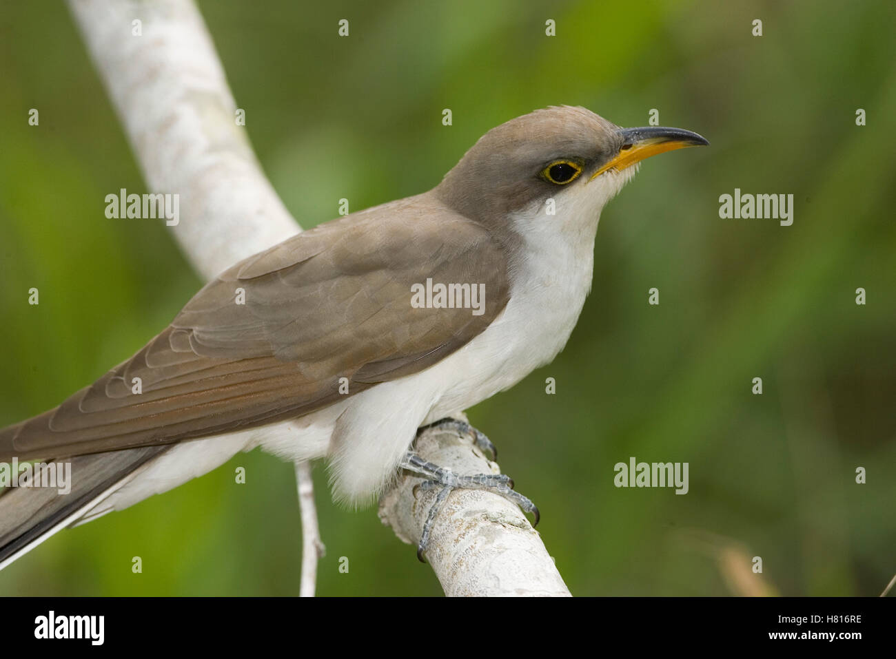 Yellow-billed Cuckoo (Coccyzus americanus), Rio Grande Valley, Texas ...
