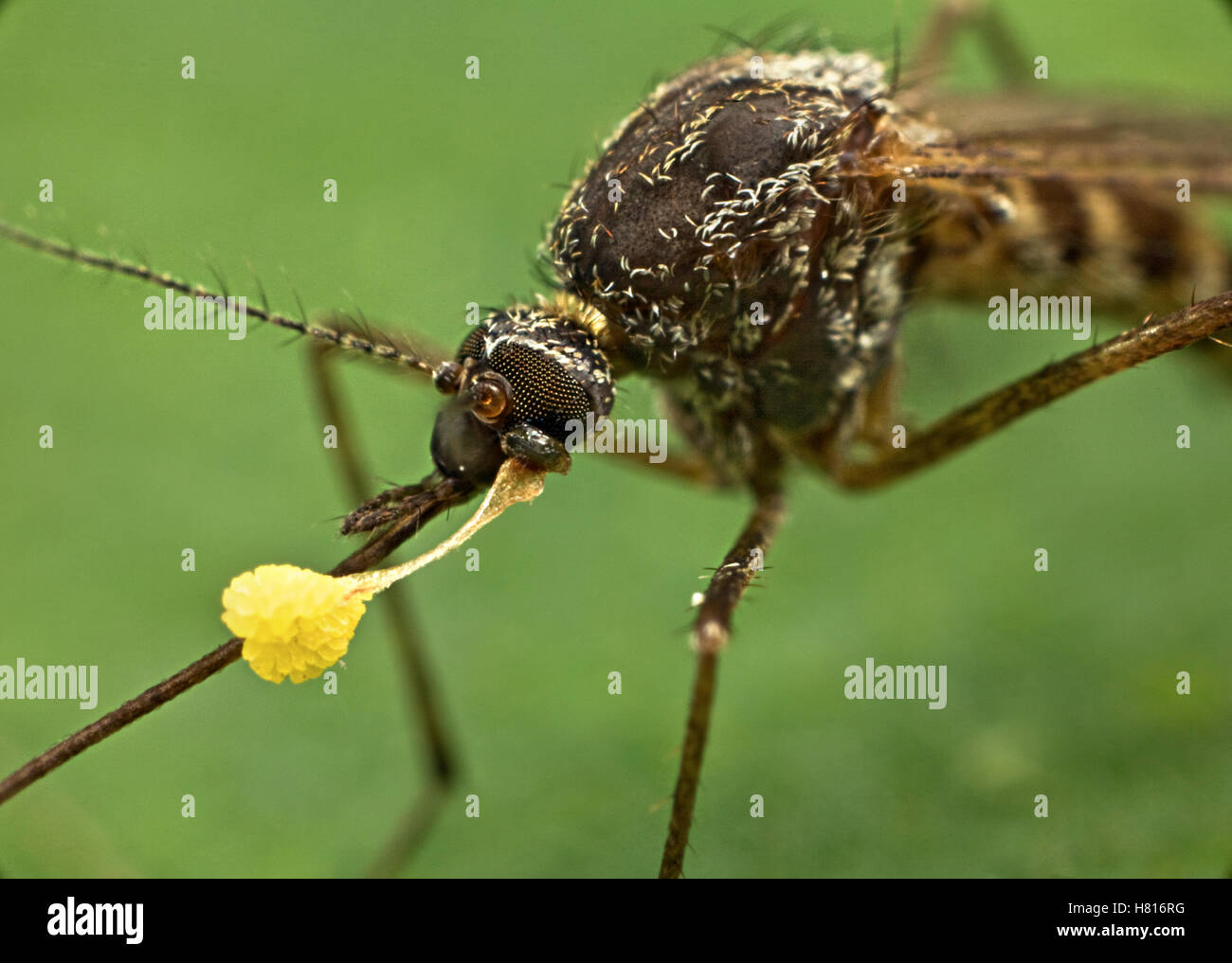 Mosquito (Culicidae) with pollen on stinger Stock Photo - Alamy