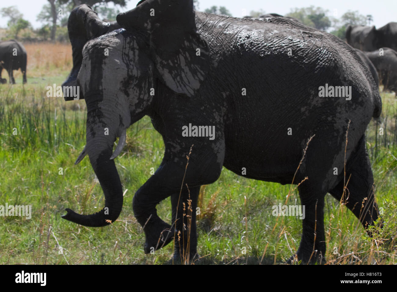African Elephant (Loxodonta africana) covered in mud to ward of insects ...