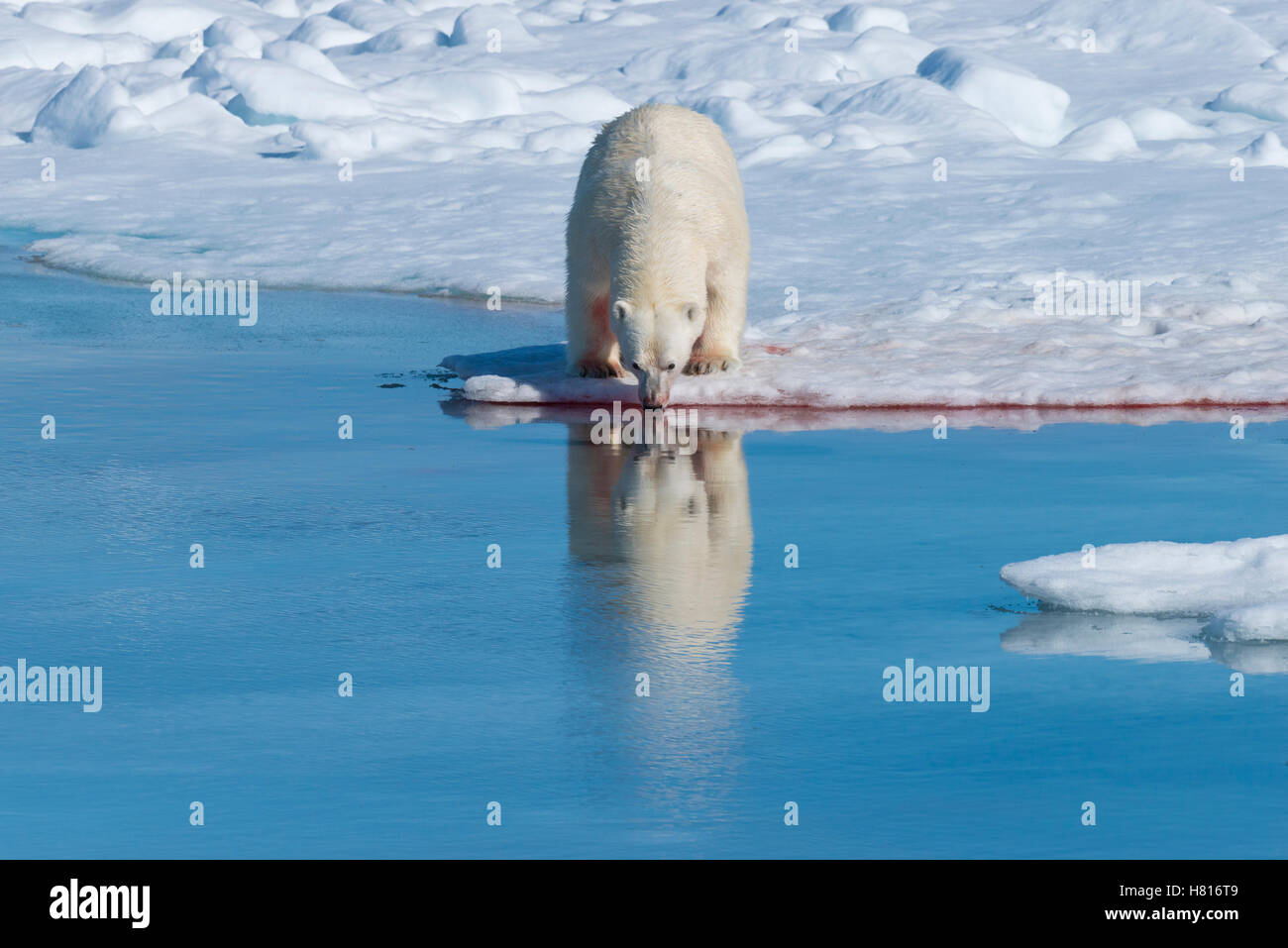 Polar bear (Ursus maritimus) drinking water after a kill, Spitsbergen Island, Svalbard ...