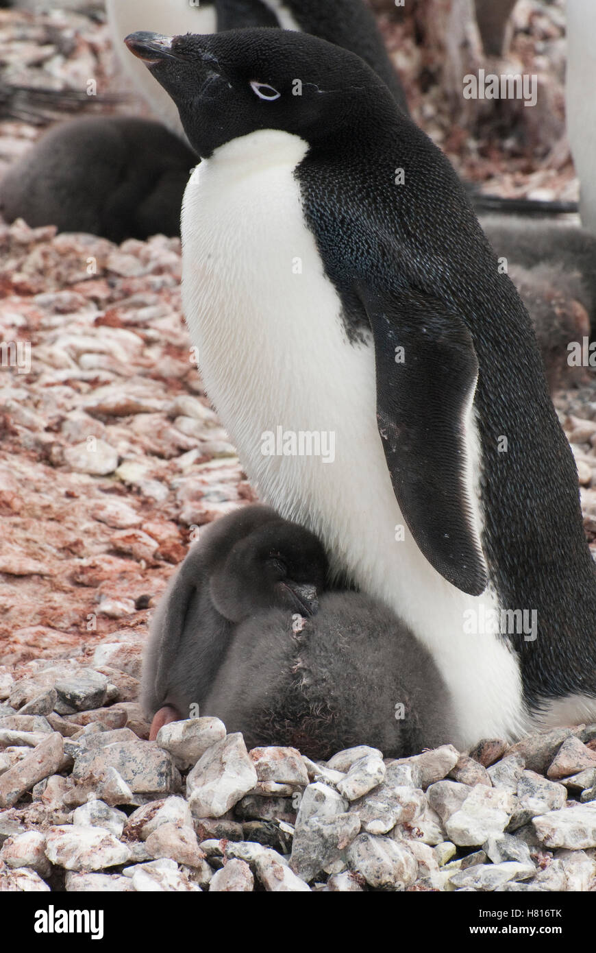 Adelie Penguin (Pygoscelis adeliae) parent with chicks, Palmer Station, Antarctic Peninsula ...