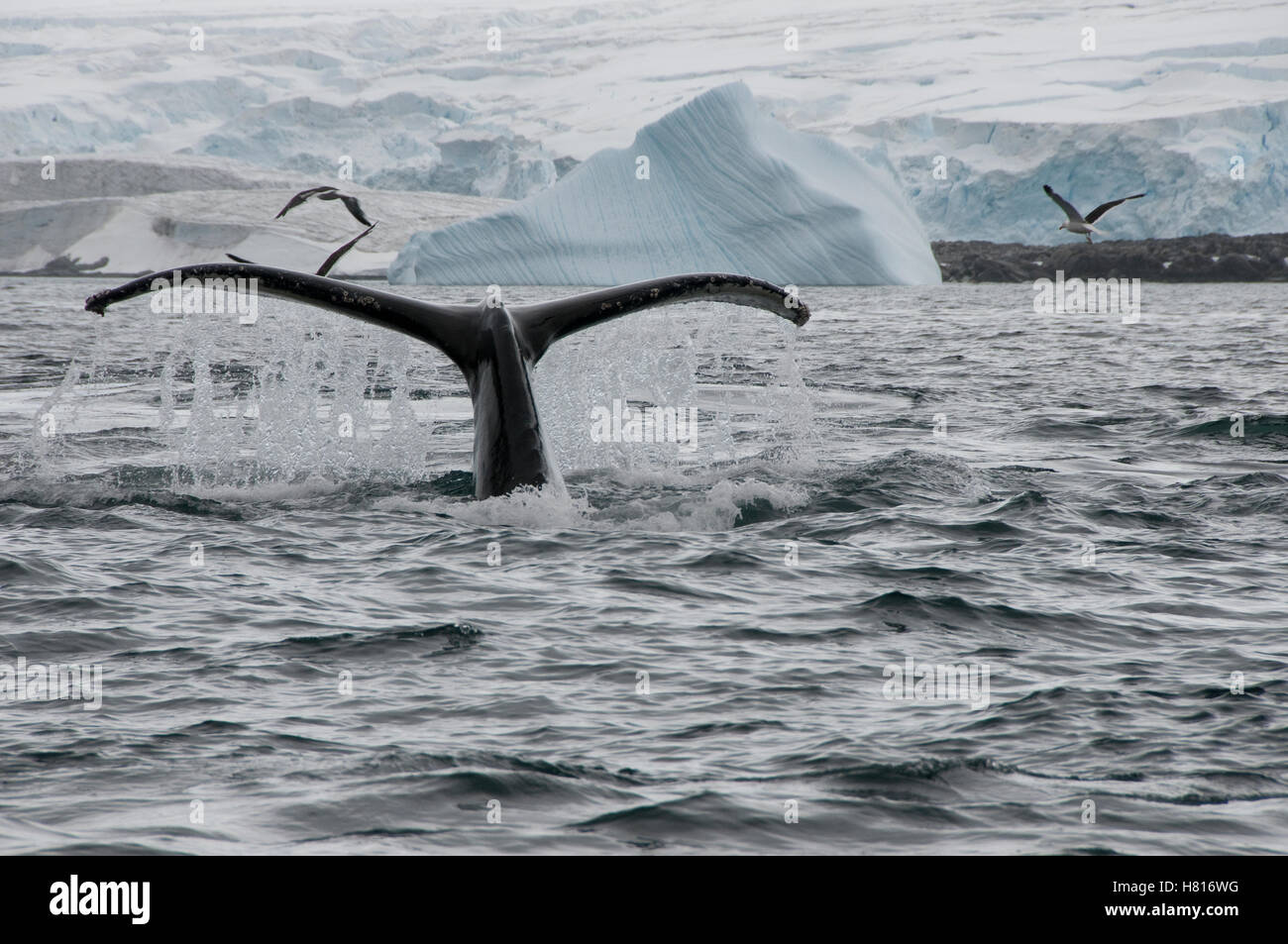 Humpback Whale (Megaptera novaeangliae) diving, Antarctic Peninsula ...