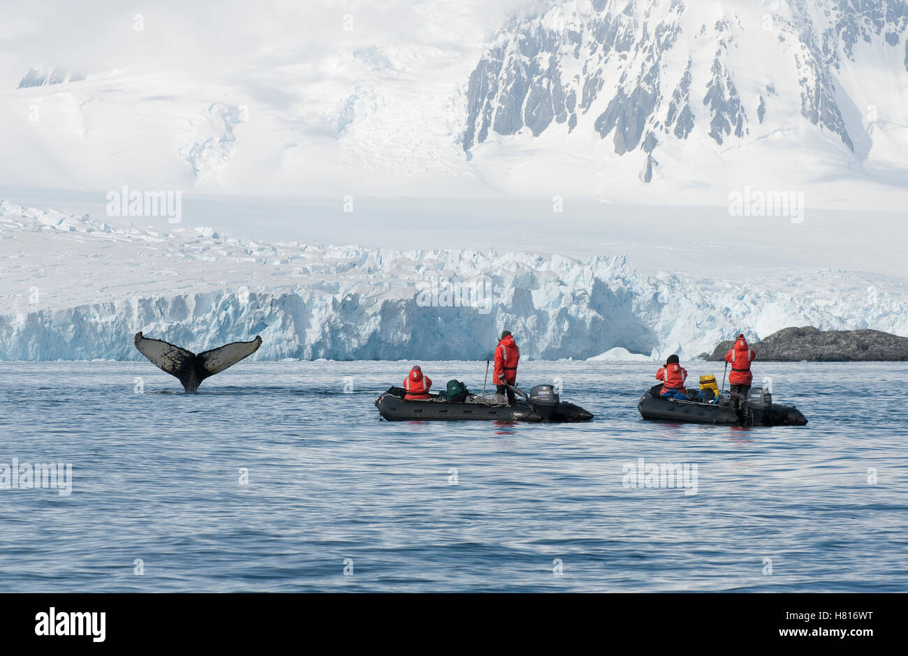 Humpback Whale (Megaptera novaeangliae) diving near coast with tourists ...