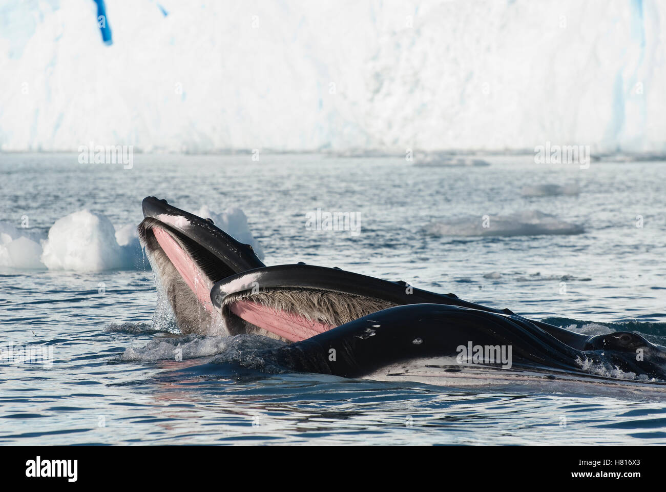 Humpback Whale (Megaptera novaeangliae) pair gulp feeding, Antarctic ...