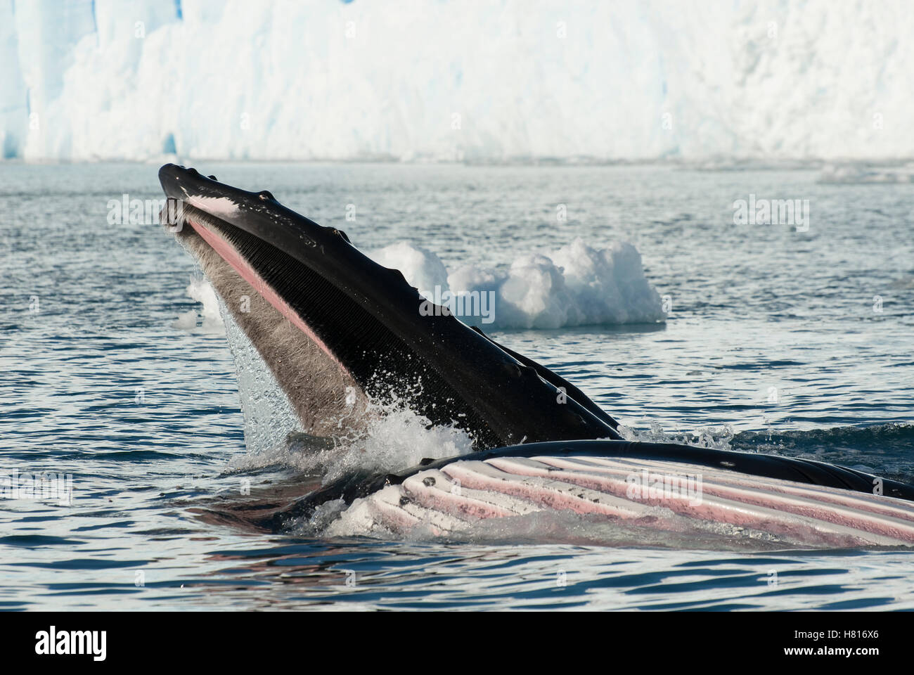 Humpback Whale (Megaptera novaeangliae) pair gulp feeding, Antarctic ...