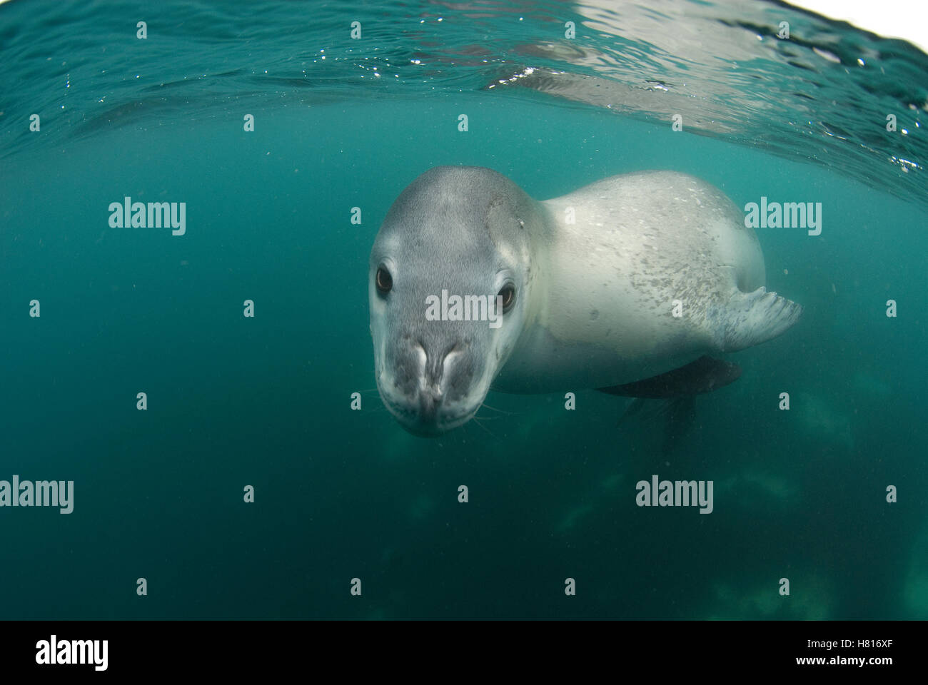 Seal leopard underwater hi-res stock photography and images - Alamy