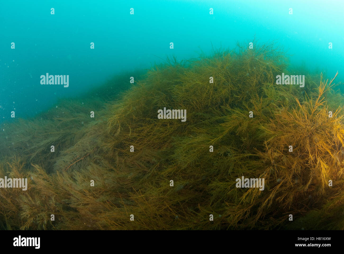 Brown Algae (Desmarestia anceps) kelp forest, Palmer Station, Antarctic Peninsula, Antarctica ...