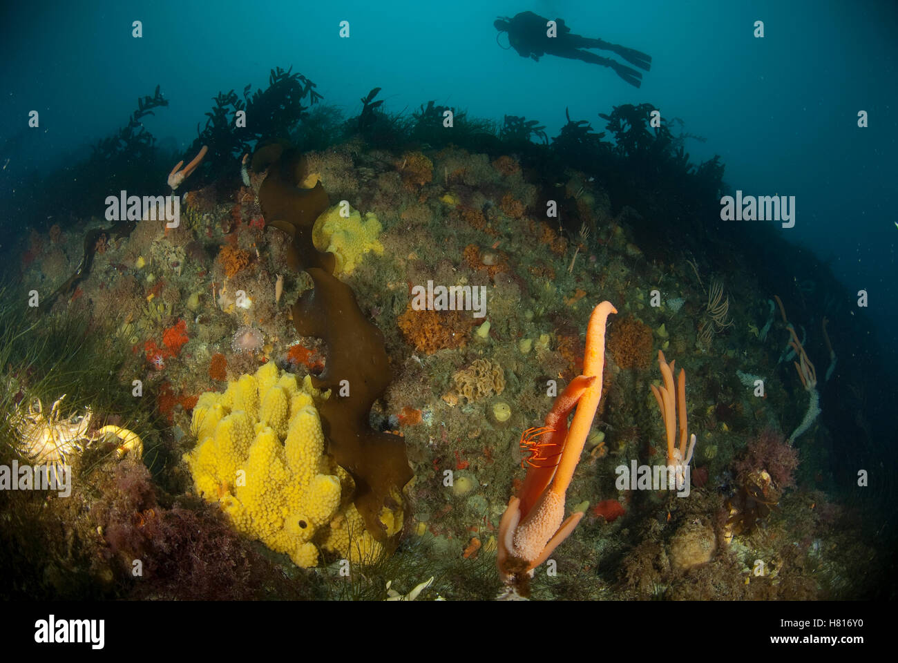 Antarctic Sun Starfish (Labidiaster annulatus), Hydrozoan (Candelabrum ...