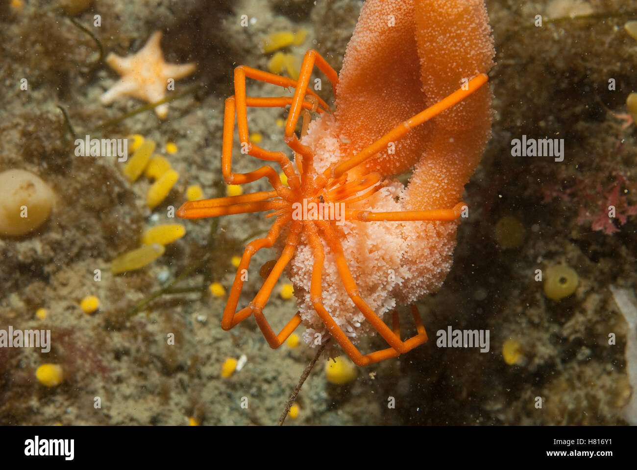 Sea Spider (Pycnogonidae), Palmer Station, Antarctic Peninsula ...