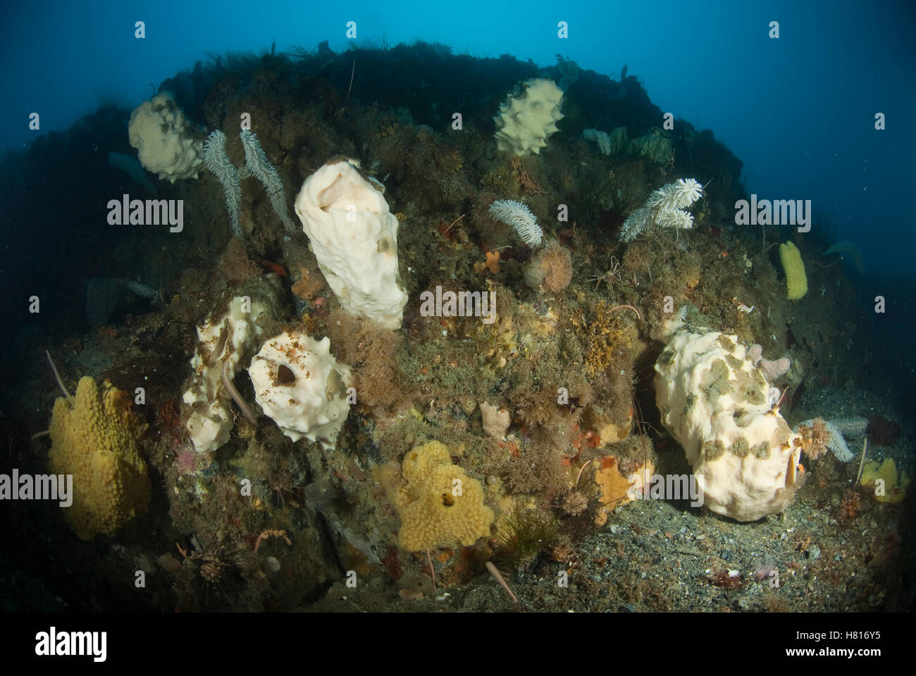Sponges, Palmer Station, Antarctic Peninsula, Antarctica Stock Photo ...