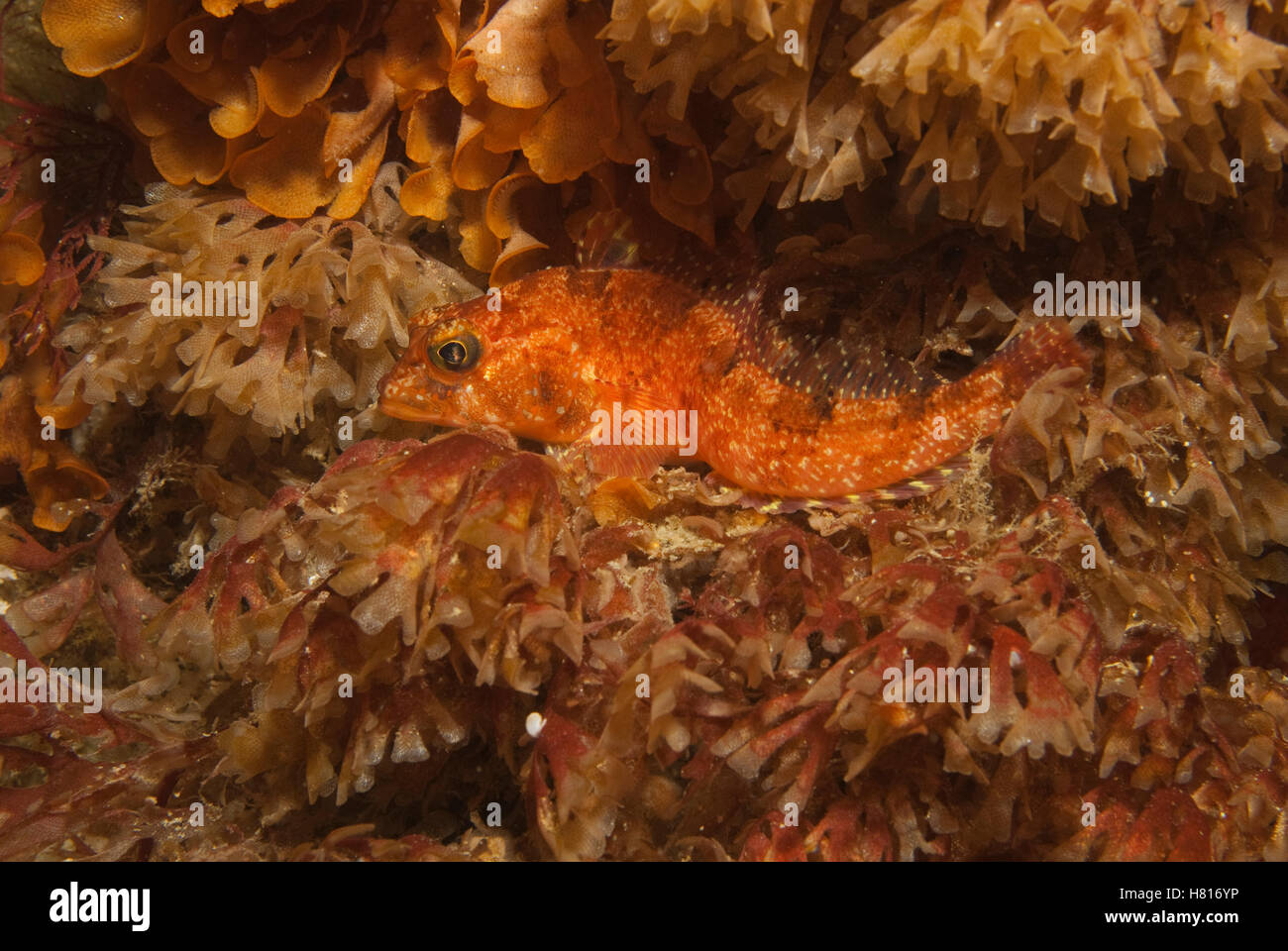 Plunderfish (Harpagifer sp) camouflaged amid seaweed, Palmer Station ...