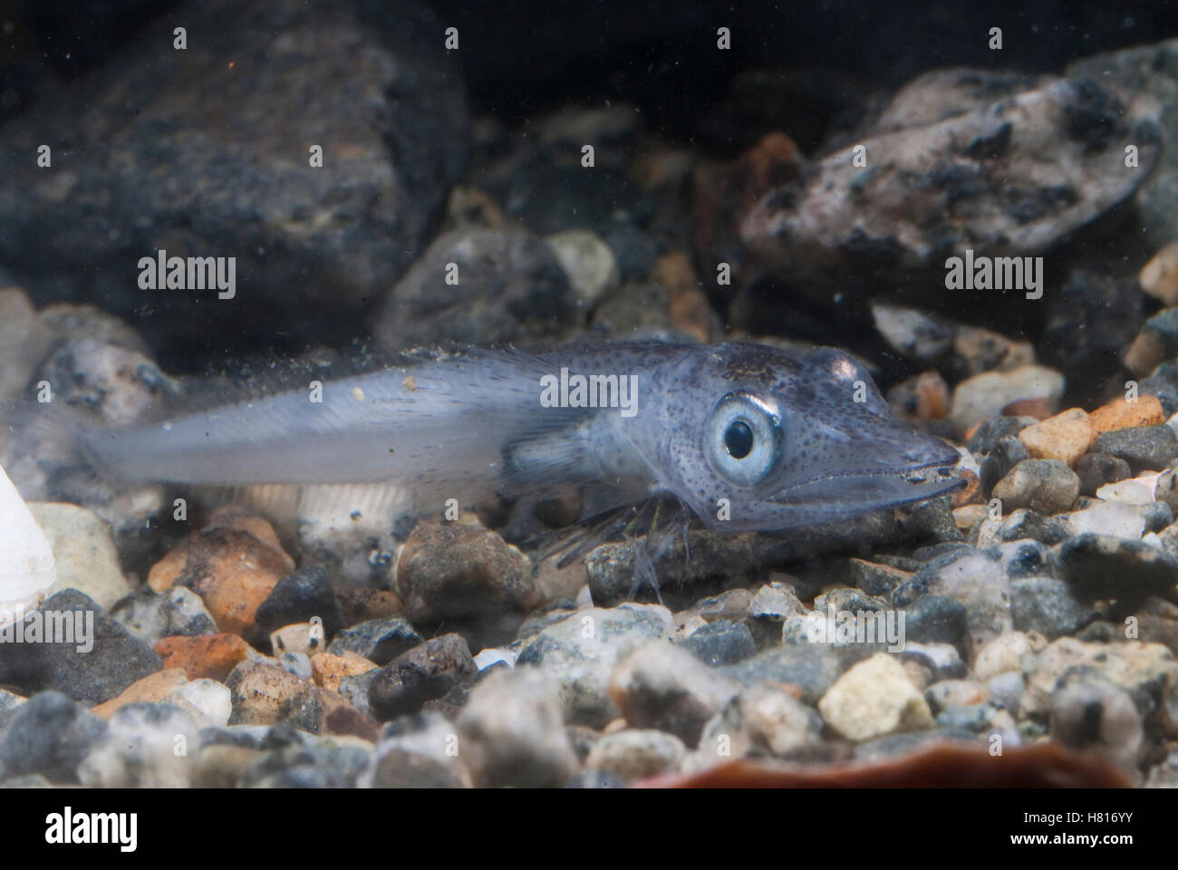 Deepwater Dragon (Bathydraco marri) fry, Palmer Station, Antarctic ...