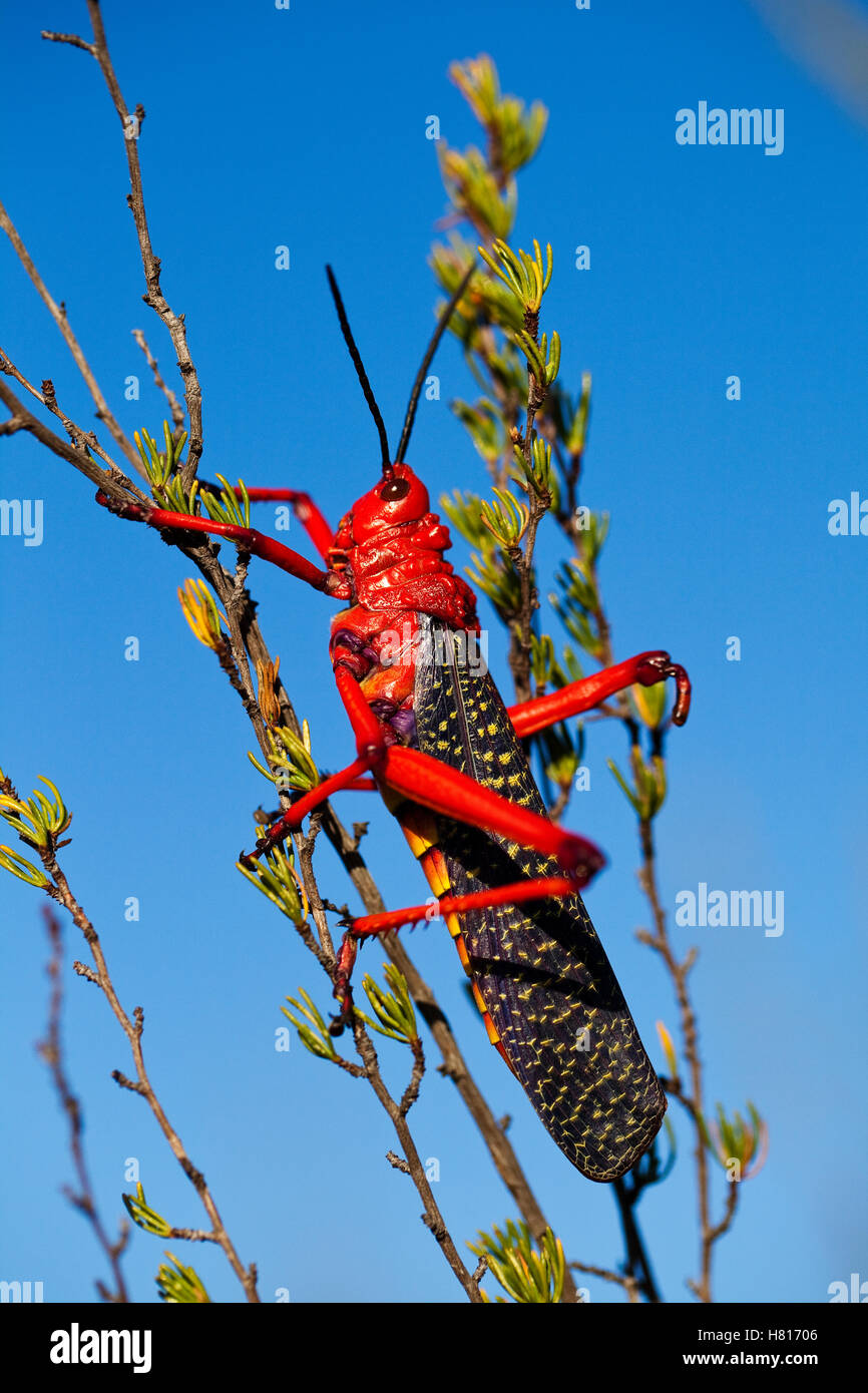 Red Locust (Nomadacris septemfasciata), Northern Cape, South Africa ...