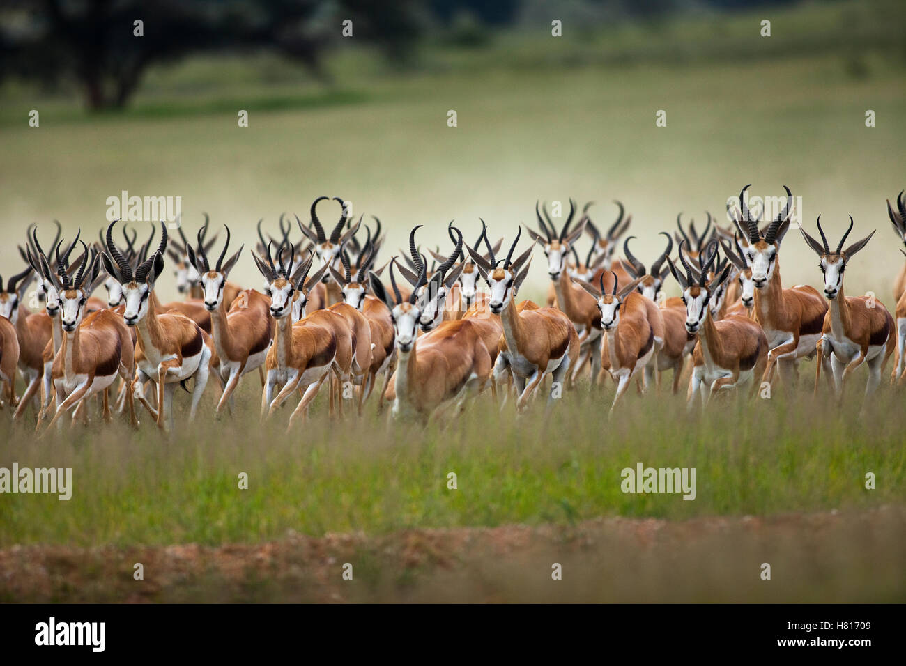 Springbok (Antidorcas marsupialis) male herd running, Kalahari ...