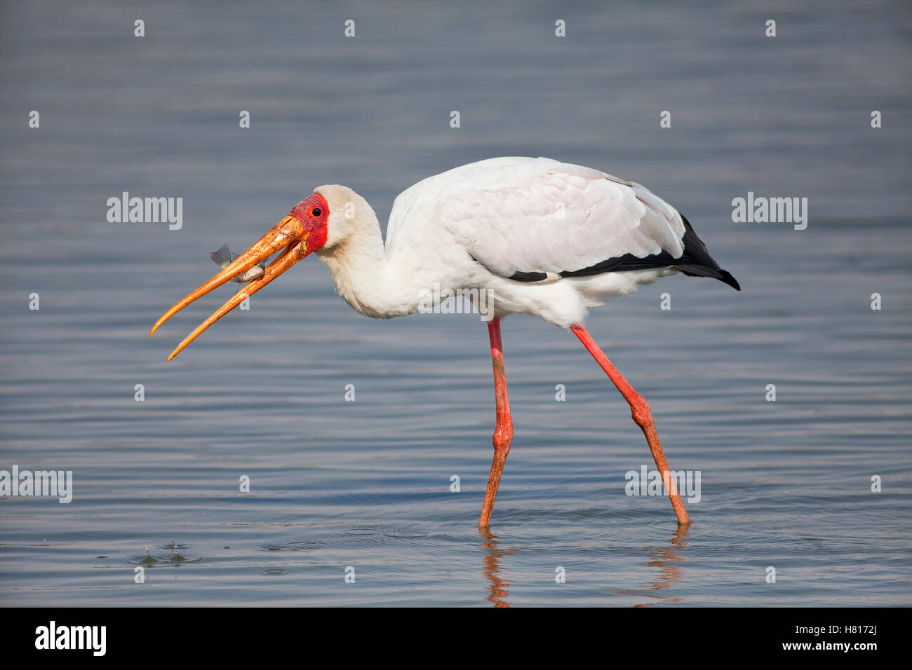 Yellow-billed Stork (Mycteria ibis) feeding on fish, Limpopo, South ...