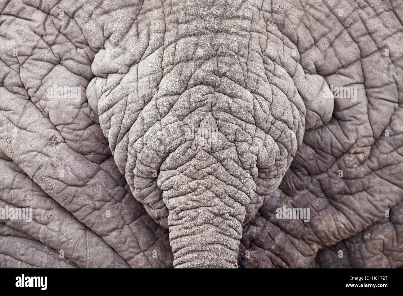 African Elephant (Loxodonta africana) bull tail, Limpopo, South Africa ...