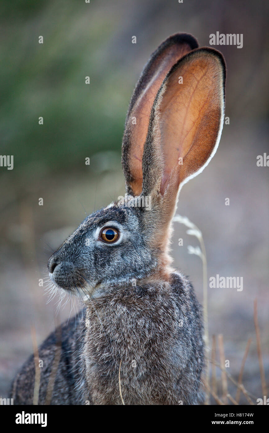 Scrub Hare (Lepus saxatilis), Northern Cape, South Africa Stock Photo ...