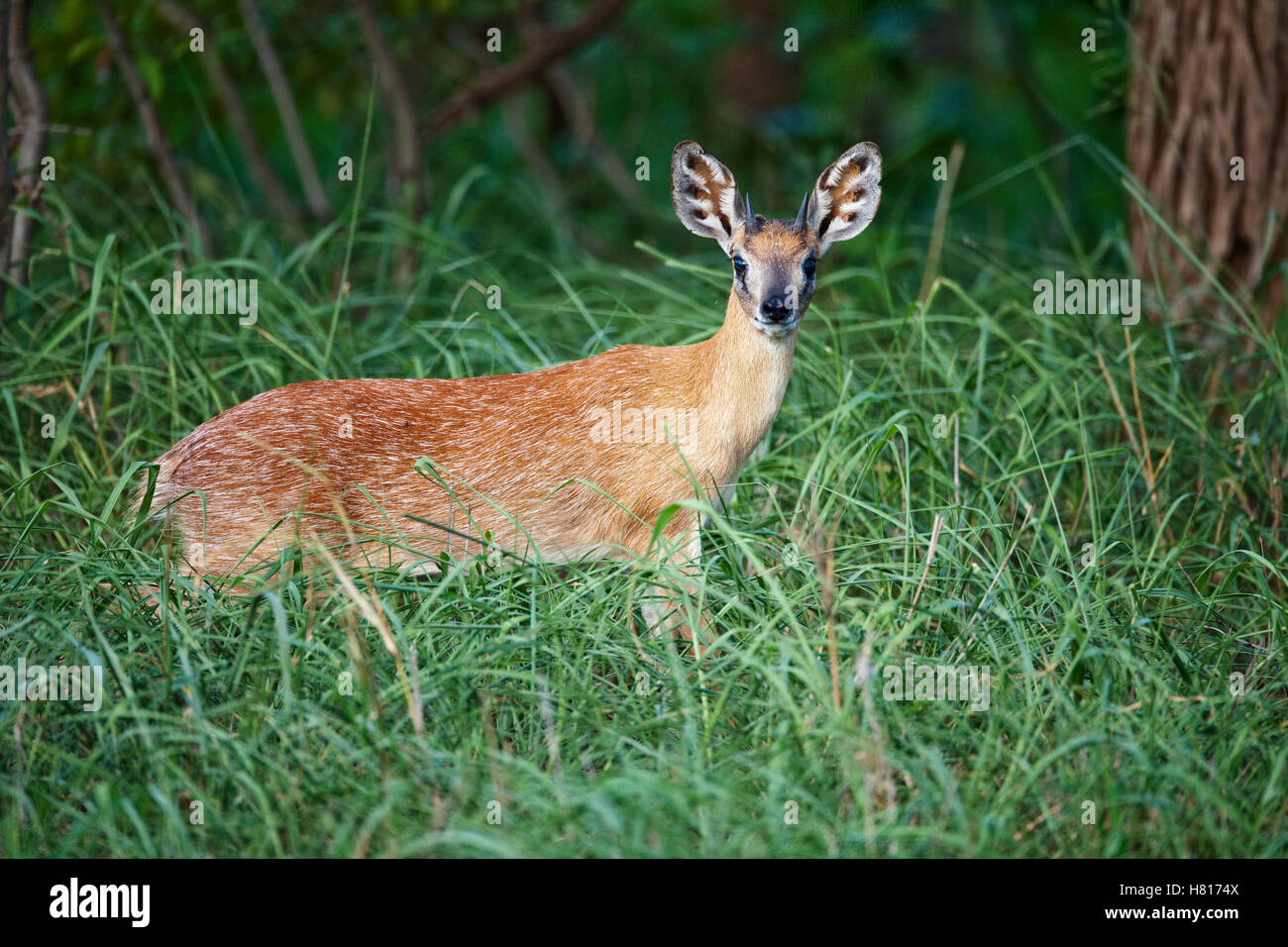 Sharpe's Grysbok (Raphicerus sharpei), Kruger National Park, South ...
