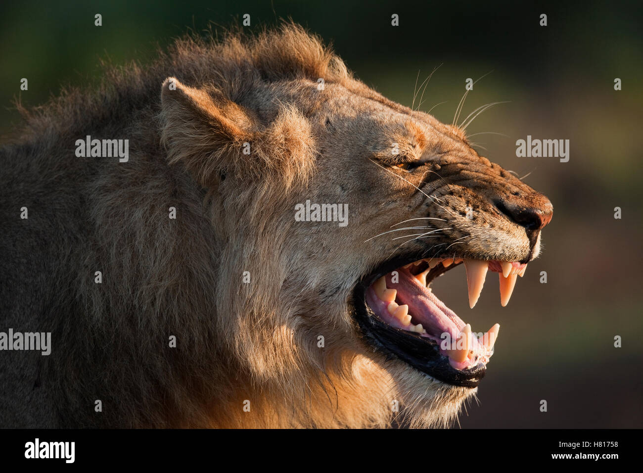 African Lion (Panthera leo) male flehming, Kruger National Park, South ...