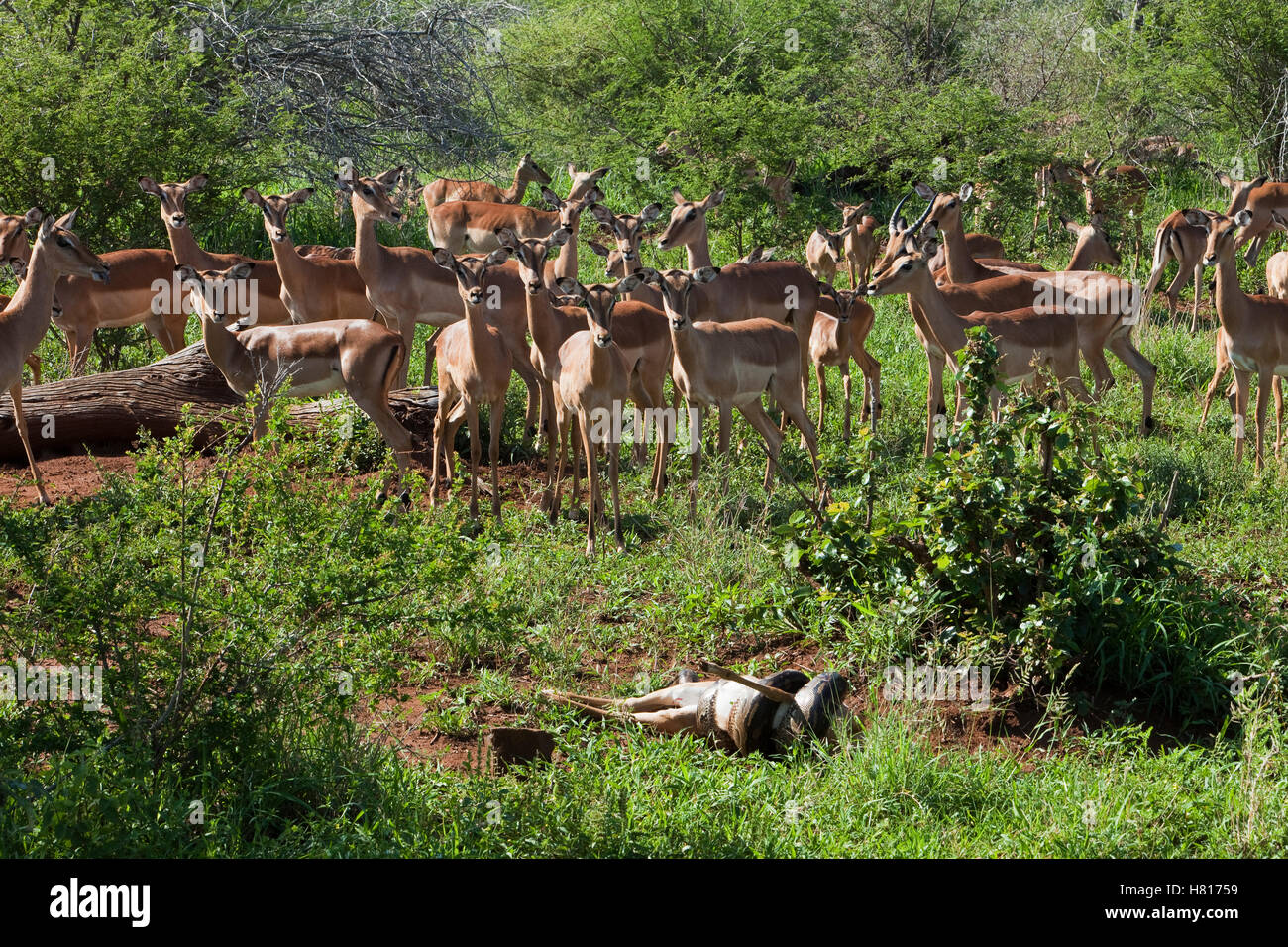 African rock python south africa High Resolution Stock Photography and ...