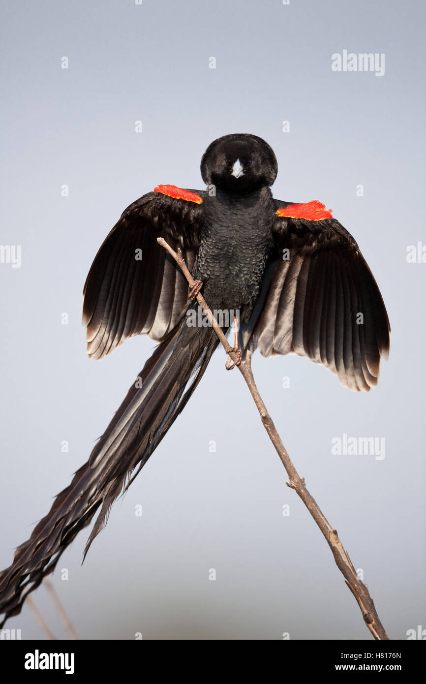 Long-tailed Widow (Euplectes progne) male displaying showing long tail ...