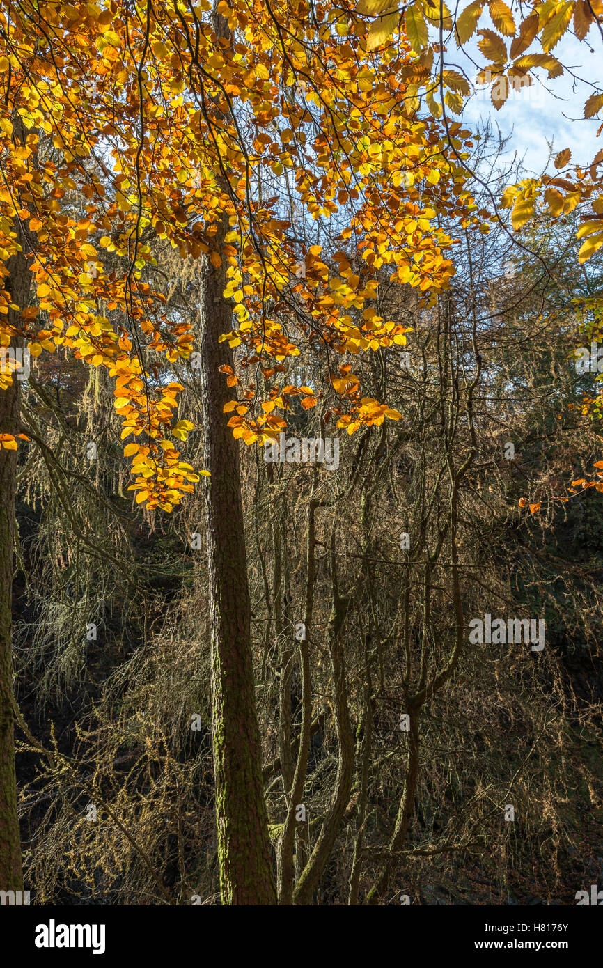 Beech tree scotland hi-res stock photography and images - Alamy