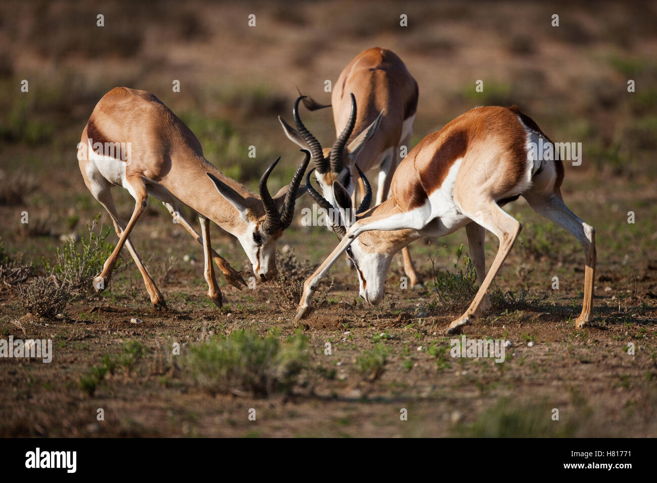 Springbok (Antidorcas marsupialis) males fighting, Kgalagadi ...