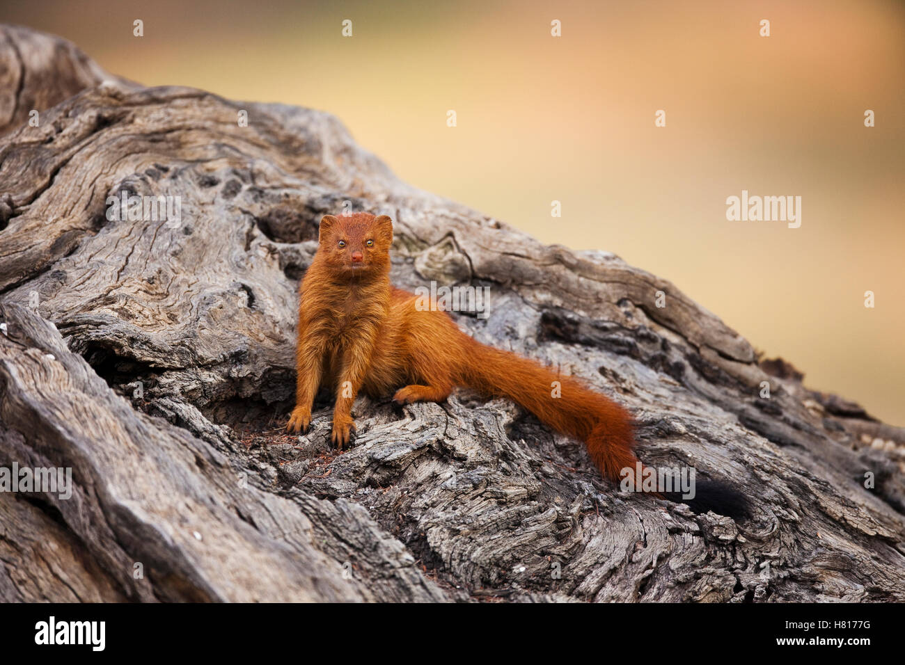 Slender Mongoose (Galerella sanguinea), Kgalagadi Transfrontier Park ...