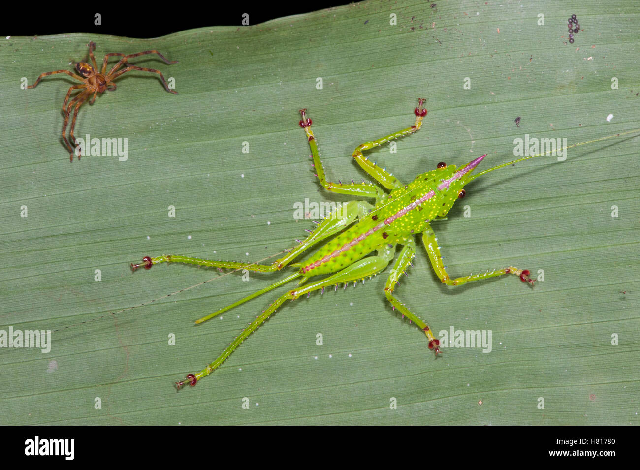 Katydid (Copiphora gracilis) nymph and spider, Yasuni National Park ...