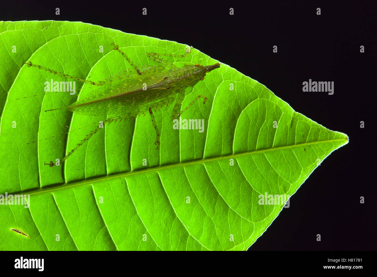 Katydid (Copiphora gracilis) nymph, Yasuni National Park, Amazon ...