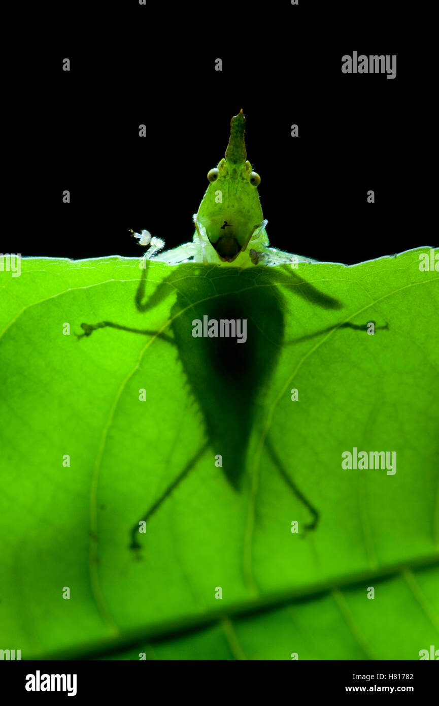 Katydid (Copiphora gracilis) nymph peeking over leaf, Yasuni National ...