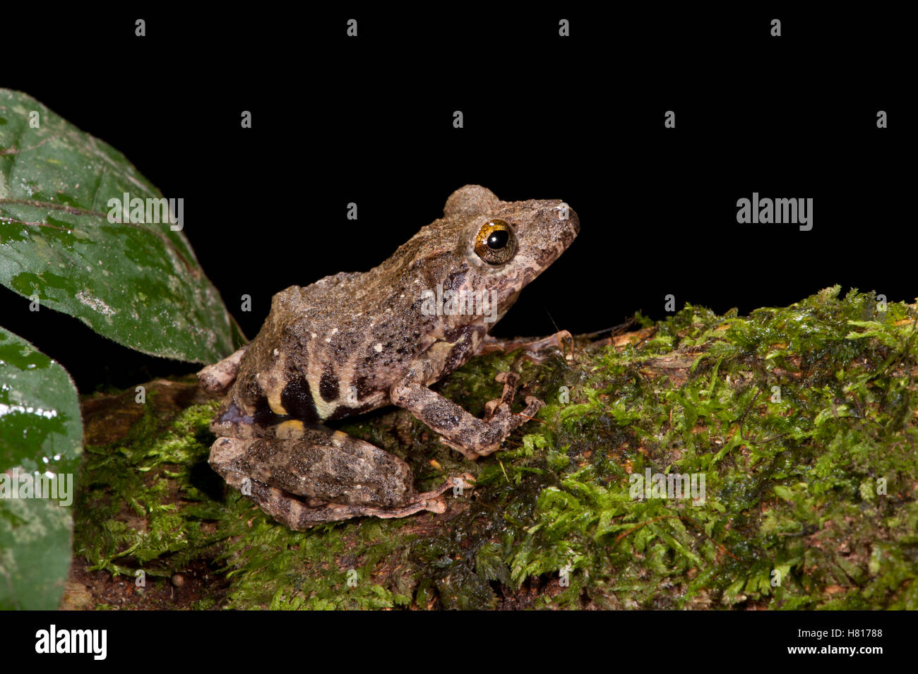 Neotropical Frog (Pristimantis sp), Yasuni National Park, Amazon ...
