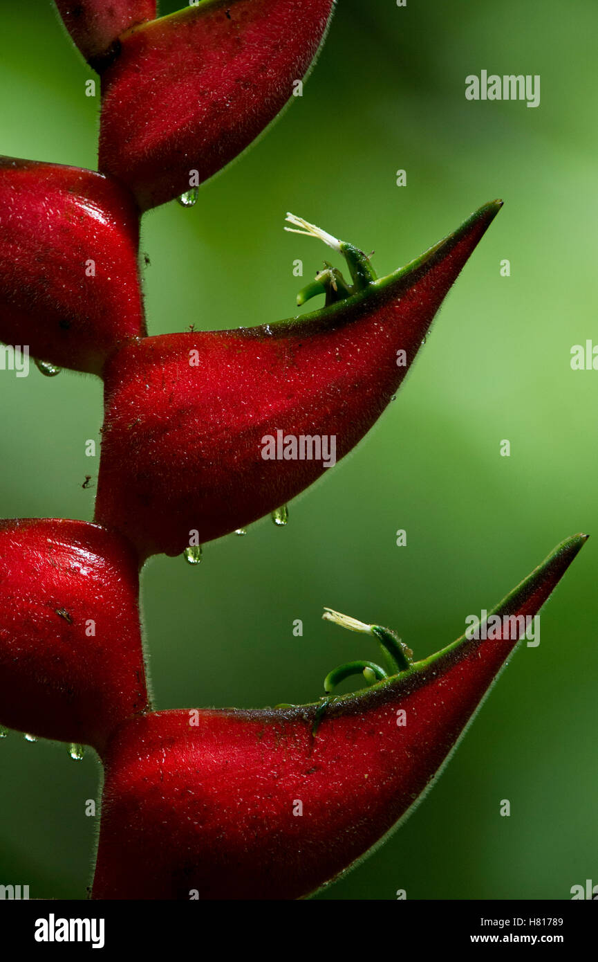 Heliconia (Heliconia sp) flowers and bracts, Yasuni National Park ...