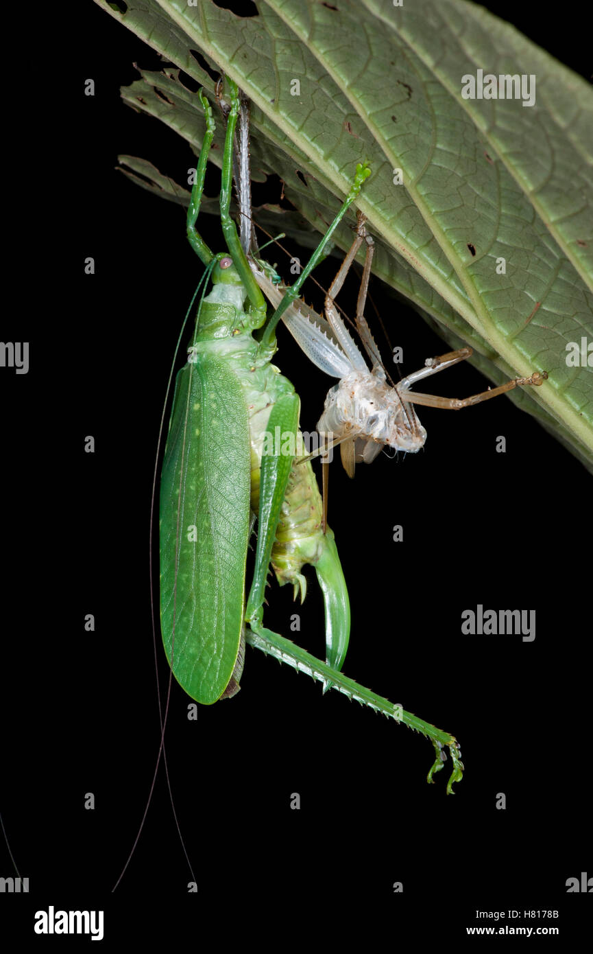 Insect cuticle hi-res stock photography and images - Alamy