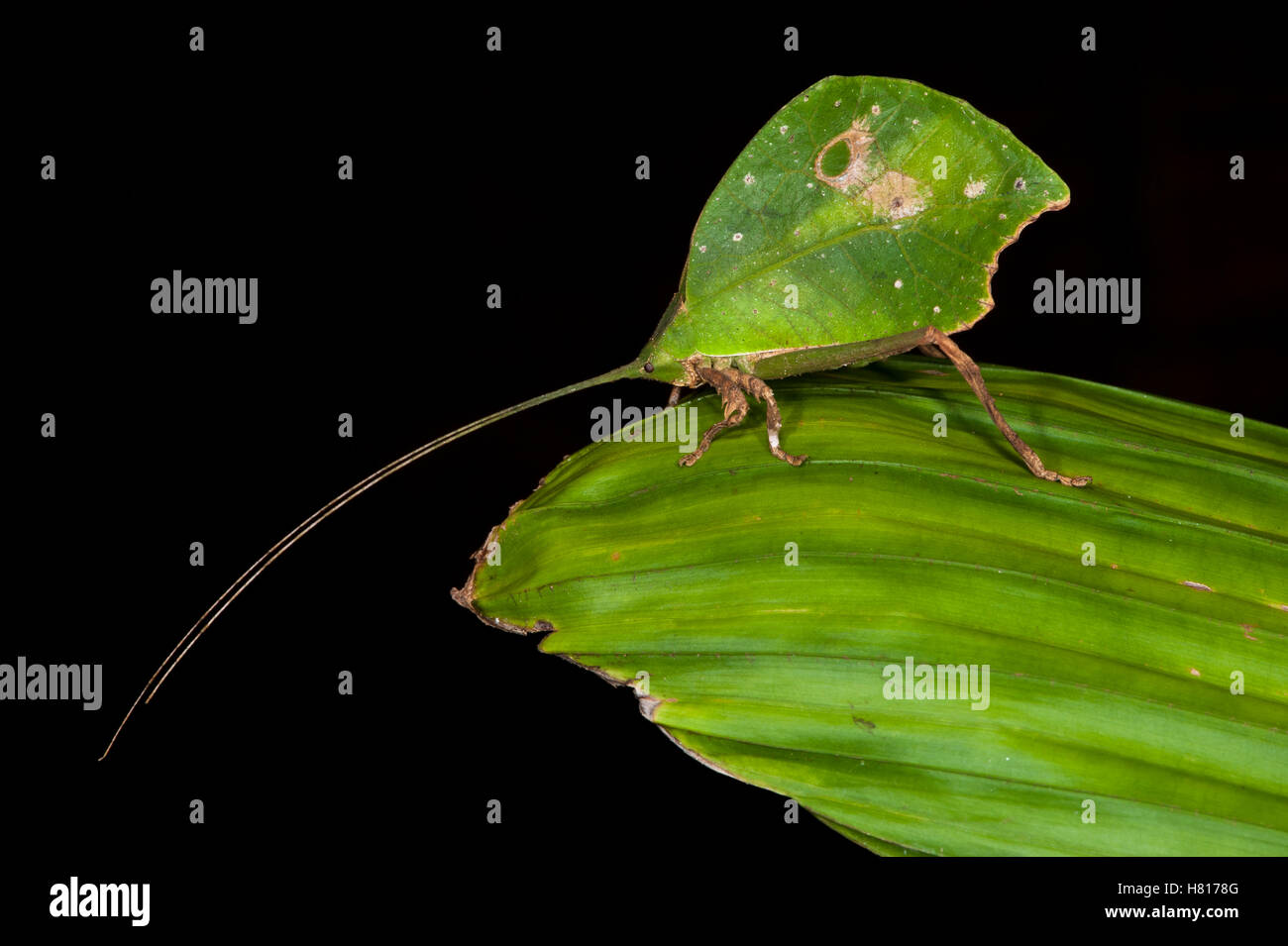 Katydid (Roxelana crassicornis) mimicks leaf, Yasuni National Park ...