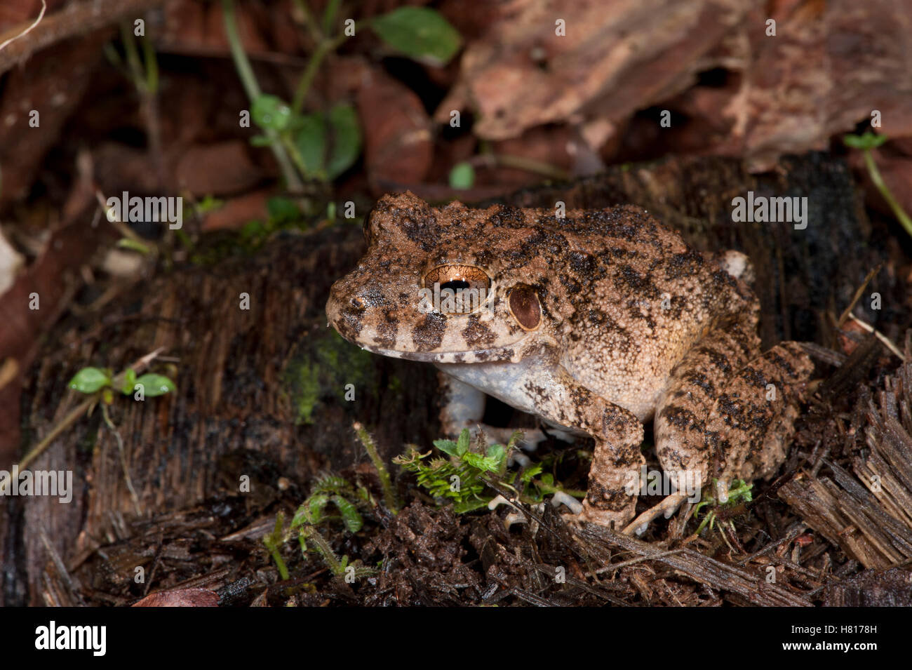 Neotropical Frog (Pristimantis sp), Yasuni National Park, Amazon ...