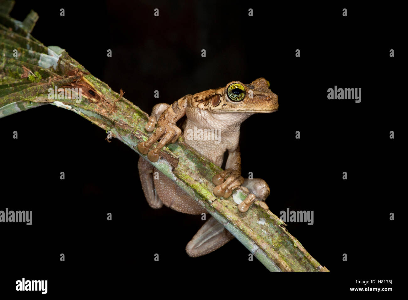 Tree Frog (Osteocephalus sp), Yasuni National Park, Amazon, Ecuador ...