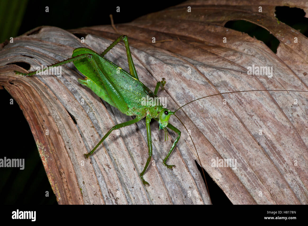 Katydid (Typophyllum sp), Yasuni National Park, Amazon, Ecuador Stock ...