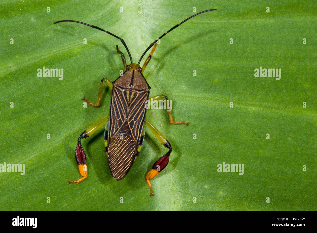 Squash Bug (Coreidae), Yasuni National Park, Amazon, Ecuador Stock ...