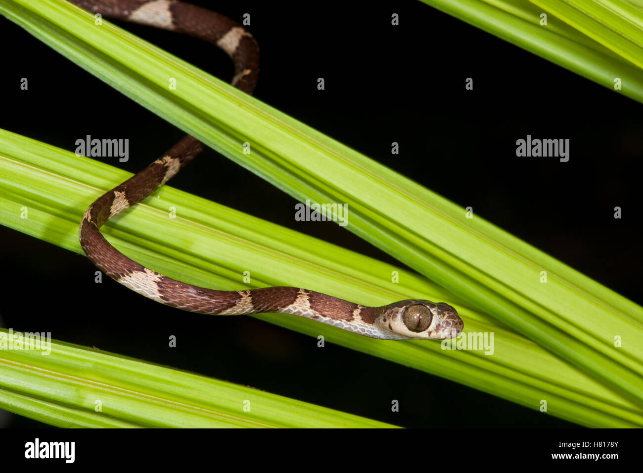 Blunt-headed Tree Snake (Imantodes cenchoa), Yasuni National Park ...