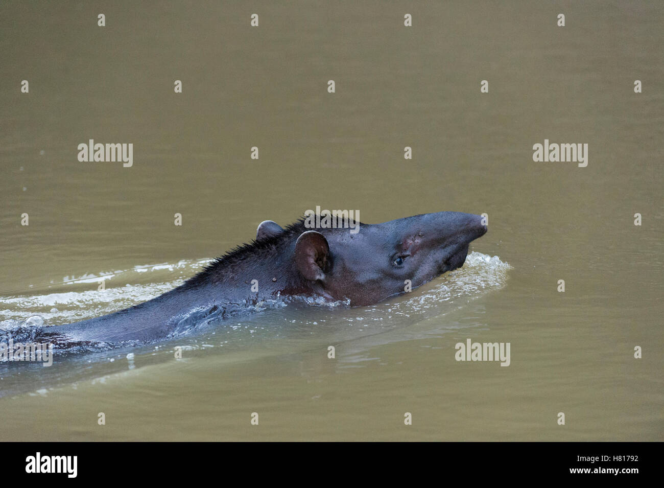 Brazilian Tapir (Tapirus terrestris) swimming across Tiputini River ...