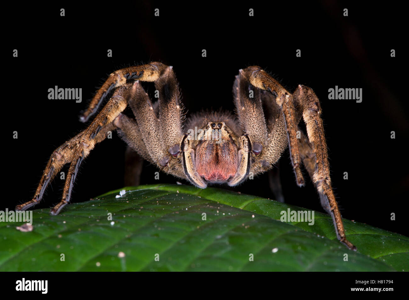 Wandering Spider (Phoneutria sp) in defensive posture, Yasuni National ...