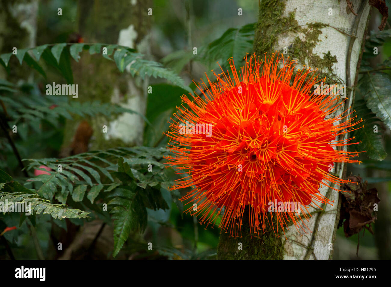 Panama Flame Tree (Brownea macrophylla) flower, Yasuni National Park ...