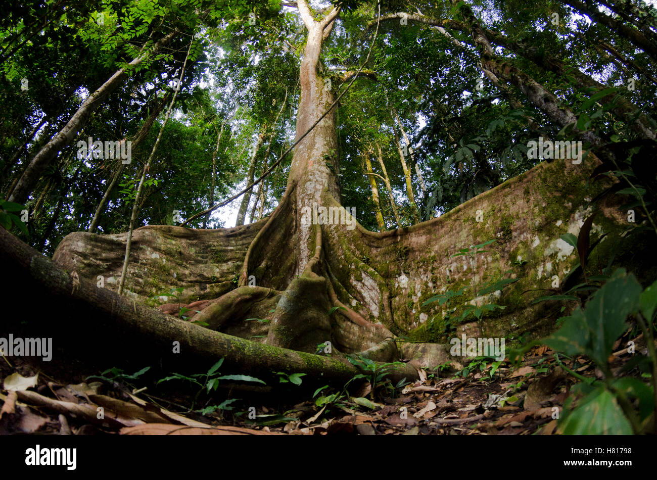 Fig (Ficus sp) tree in rainforest, Yasuni National Park, Amazon ...