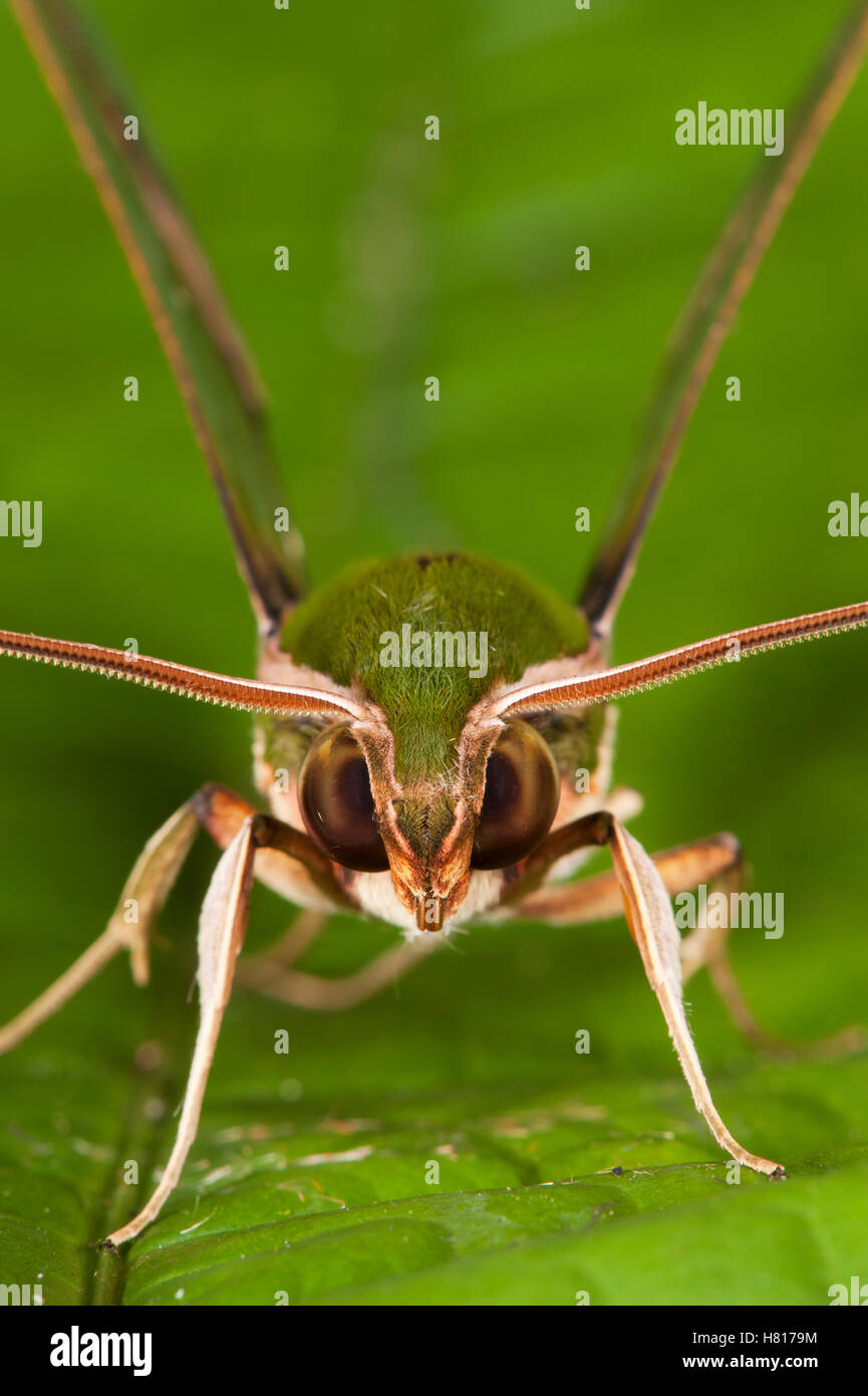 Chiron Sphinx Moth (Xylophanes chiron) showing large compound eyes ...