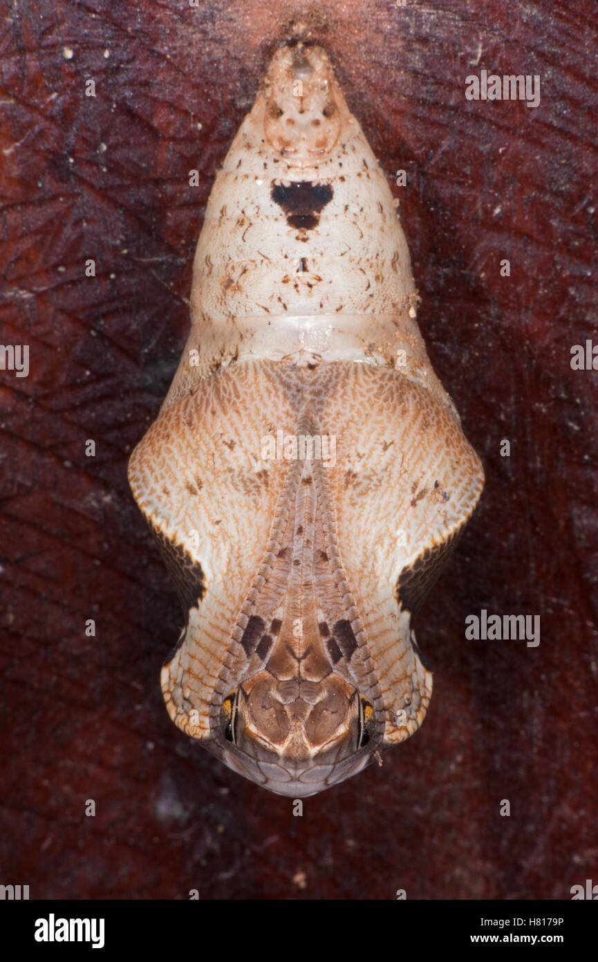 Darius Butterfly (Dynastor darius) chrysalis mimics snake head ...