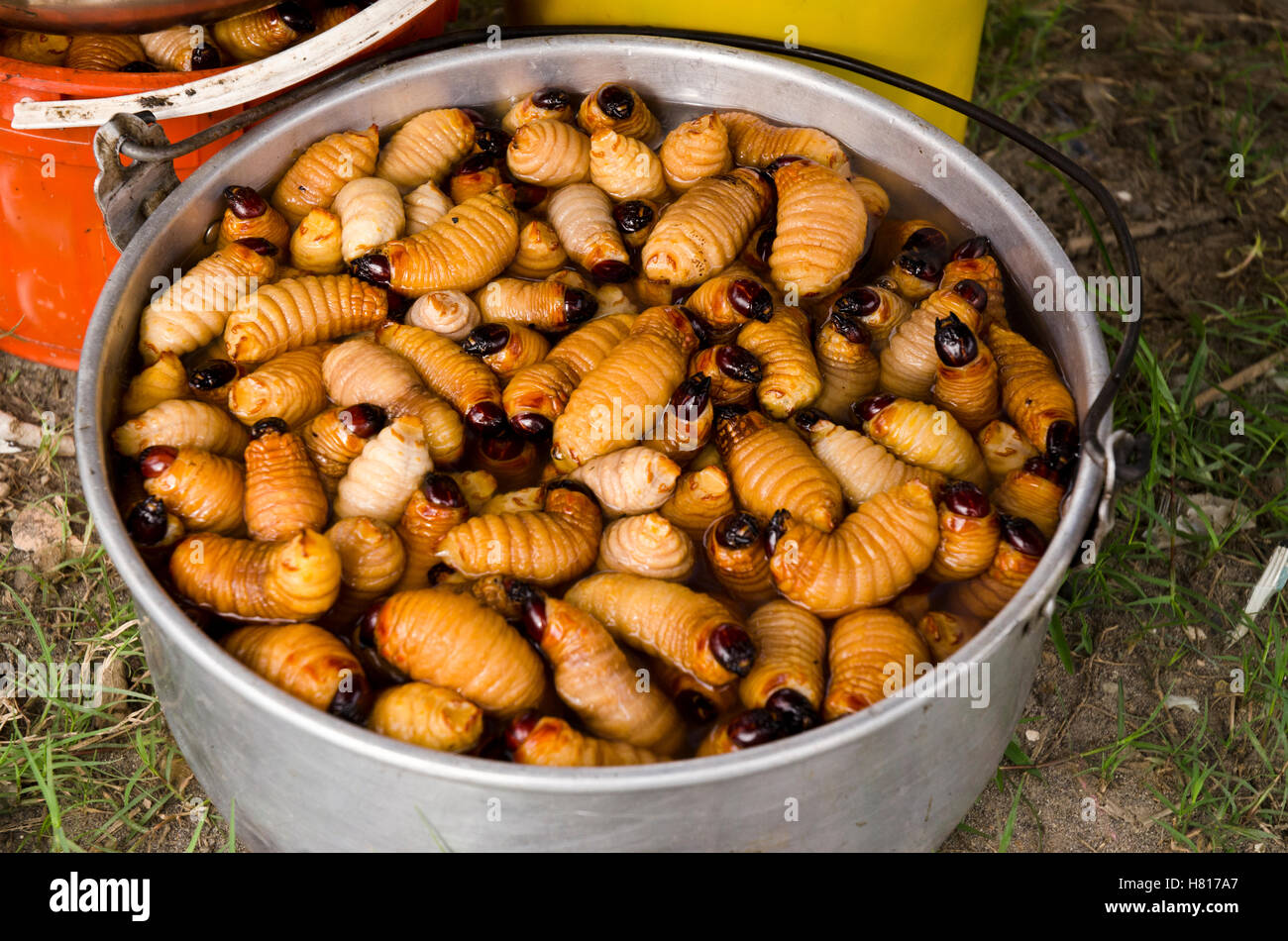 South American Palm Weevil (Rhynchophorus palmarum) larvae harvested ...