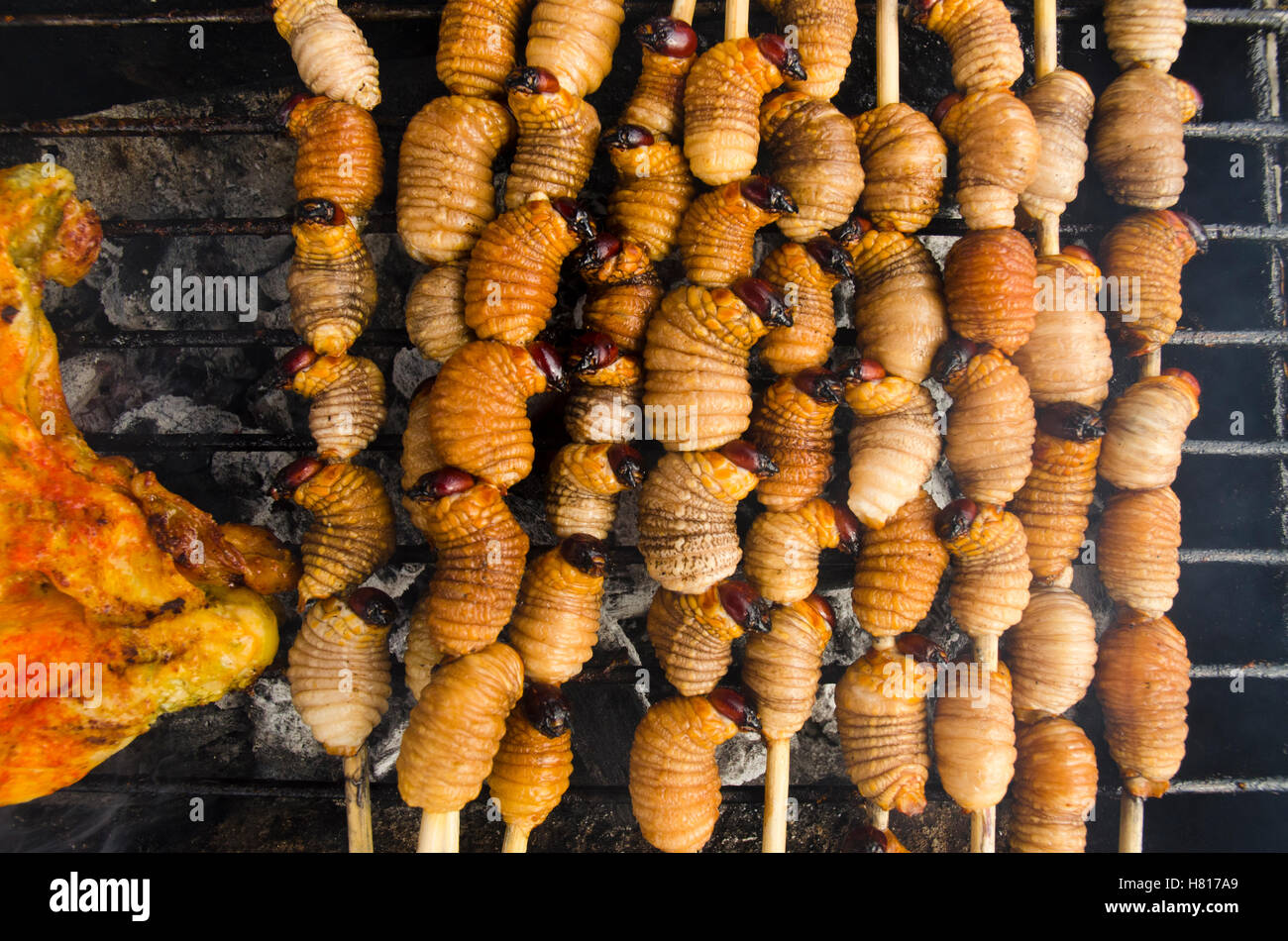 South American Palm Weevil (Rhynchophorus palmarum) larvae harvested ...