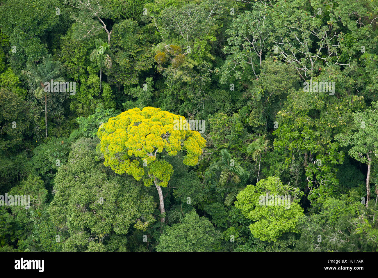 Emergent flowering tree and rainforest canopy, Yasuni National Park ...